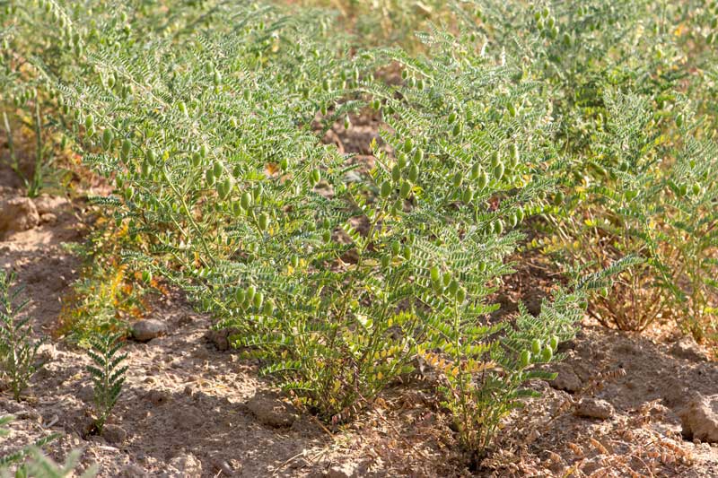 MWS | Khadin: A Nature-Based Solution for Water for Agriculture in the ...